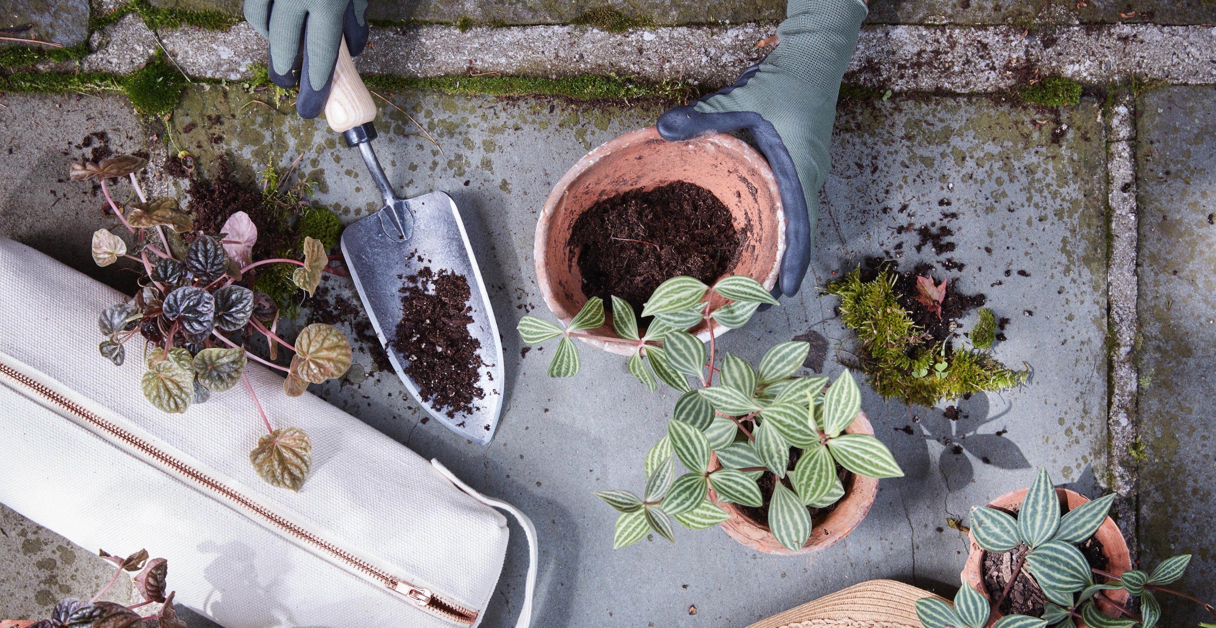 Journal – The Floral Society