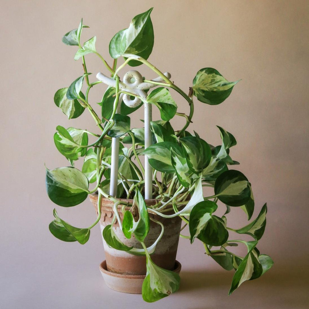 Garden – The Floral Society