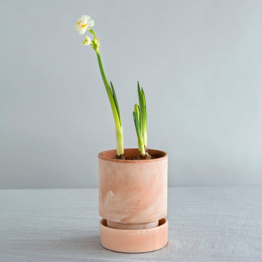 Hoff Collection Pot & Saucer, Rosa – The Floral Society