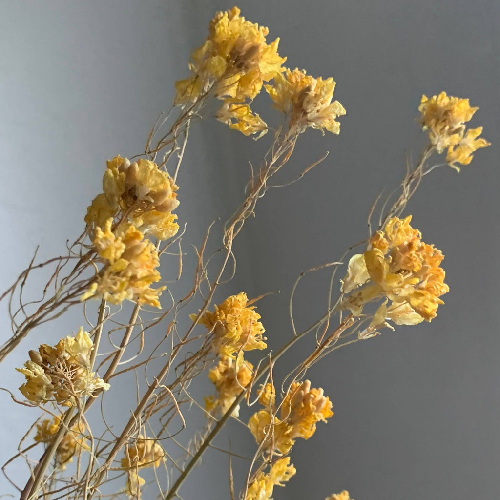 Dried Field Mustard Wildflower – The Floral Society