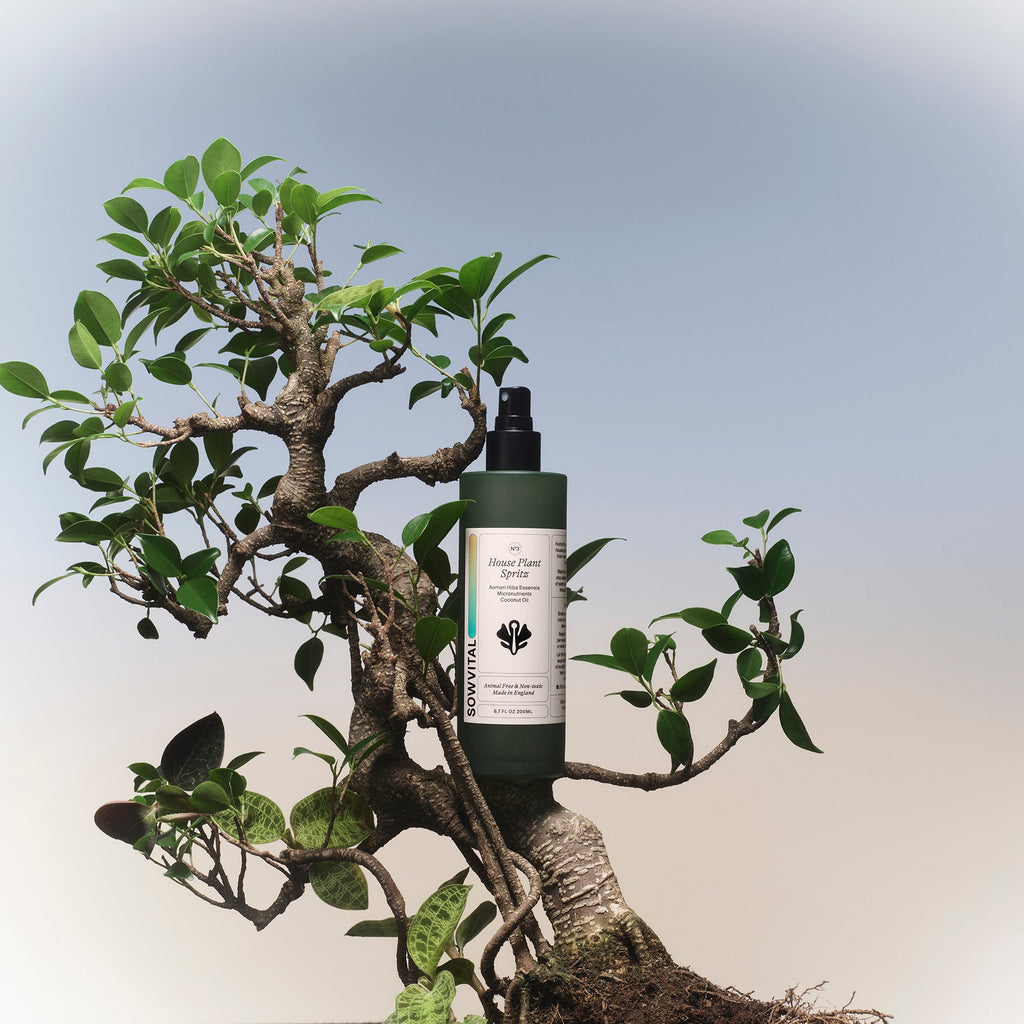 SowVital House Plant Spritz 200ml – The Floral Society
